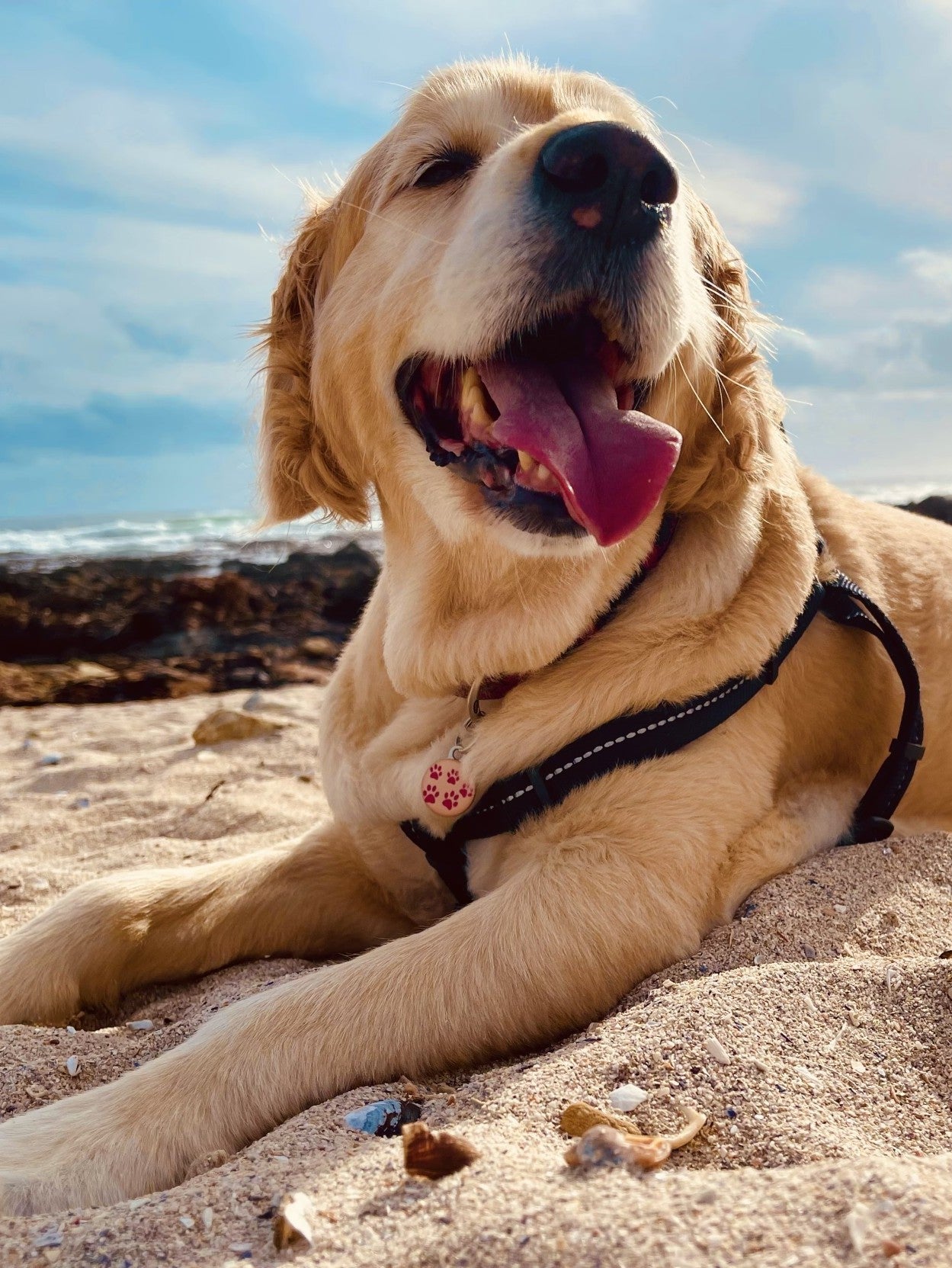 Pets | AHM Online (Pty) Ltd